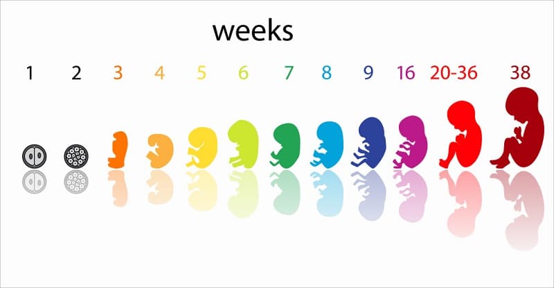 Desarrollo fetal - Canal Chupete