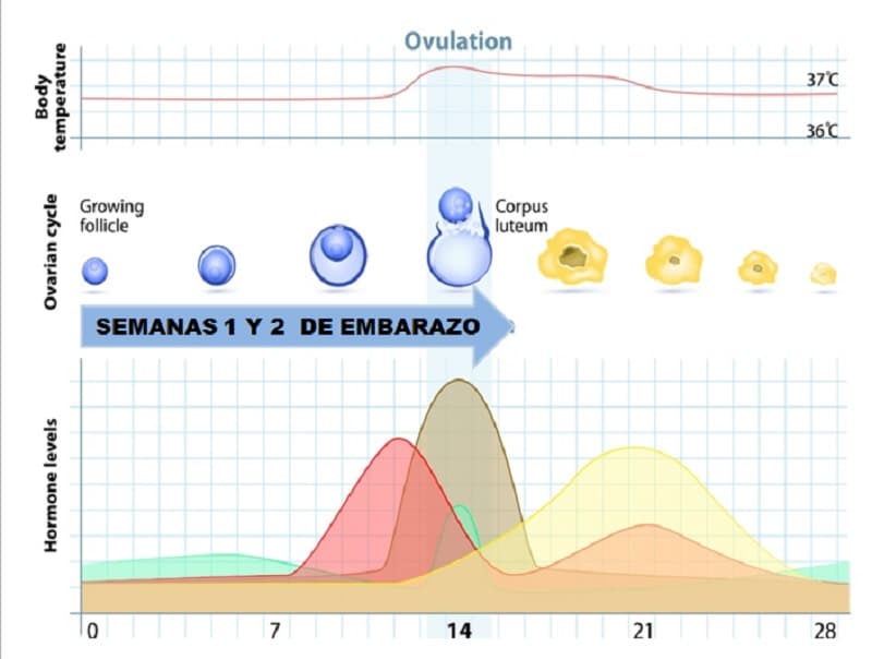 semanas 1 y 2 de embarazo - Canal Chupete