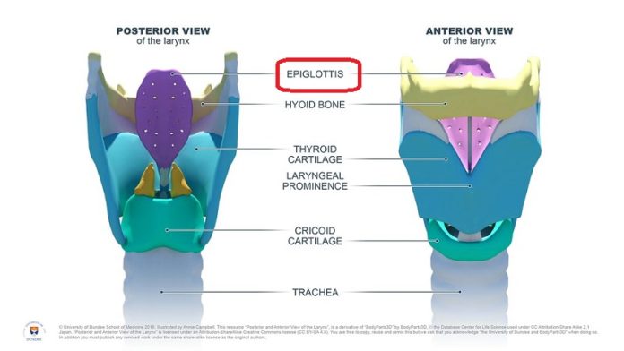 Epiglotitis en niños: una emergencia médica que debes conocer